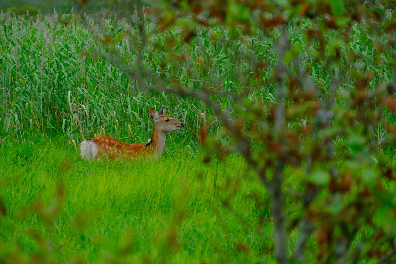 Kushiro Wetlands: Explore Japan’s Largest Wetland Through Scenic ...